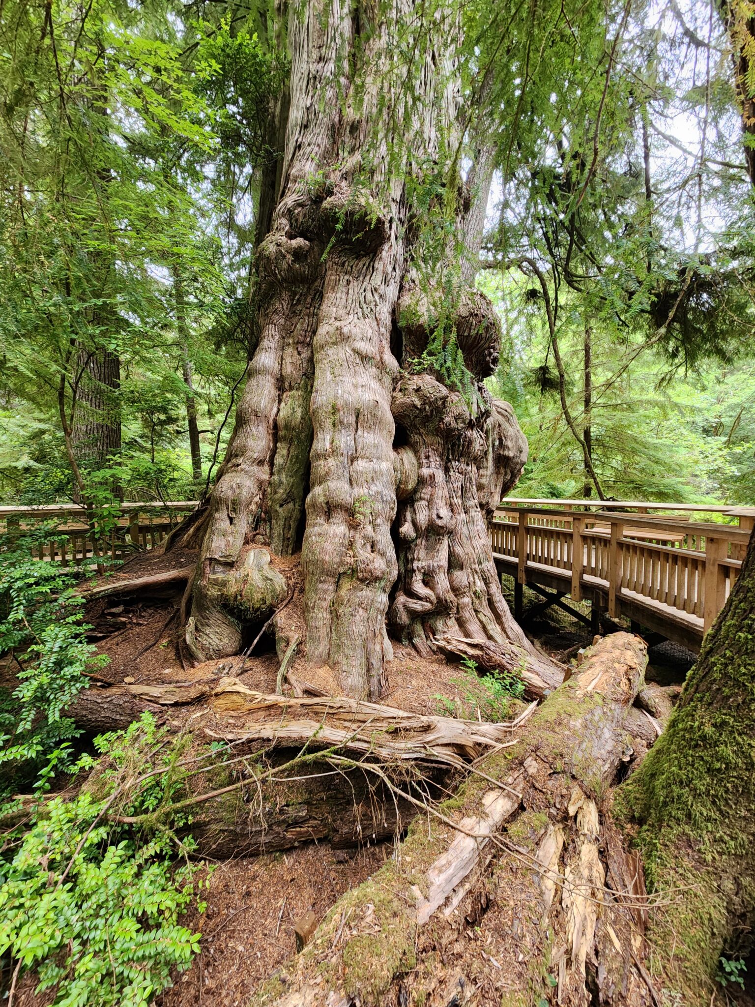 Rockaway Beach & Big Tree Trail: A Perfect Oregon Coast Escape
