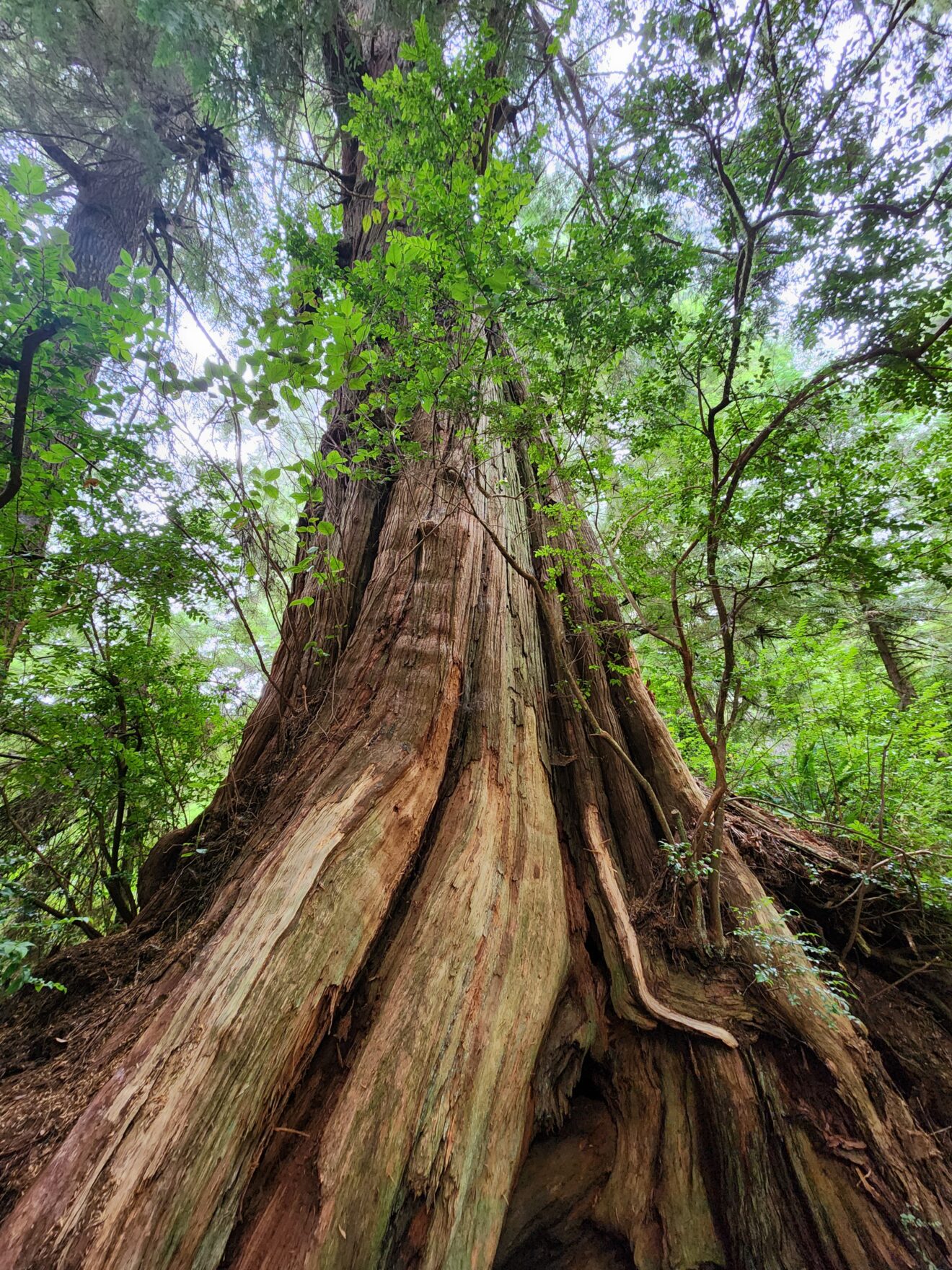 Rockaway Beach & Big Tree Trail: A Perfect Oregon Coast Escape